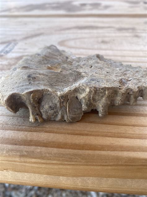 Texas Cretaceous Unknown Fossil Id The Fossil Forum