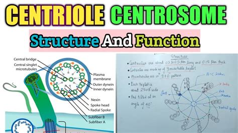 Centrosome Function