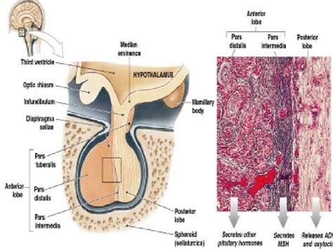 Dr Daniel Saranga Sp Og Endokrinologi Reproduksi Hormon