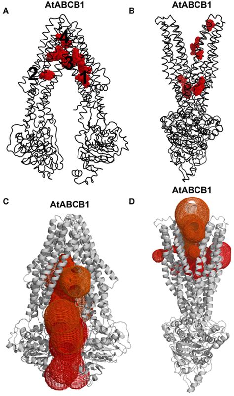 Exhausting In Silico Docking Revealed Auxin Binding Hotspots In