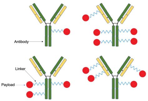 Heterogenous Adcs Produced Using Conventional Conjugation Methods Download Scientific Diagram