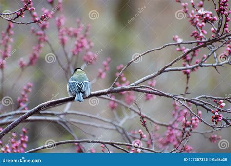Beautiful Bird Titmouse On The Tree Stock Image Image Of Spring