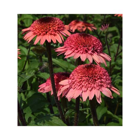 Echinacea Raspberry Truffle Uk