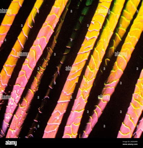 False Colour Scanning Electron Micrograph Sem Of Strands Of Merino