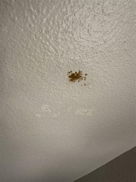 Is This Termite Frass Rtermites