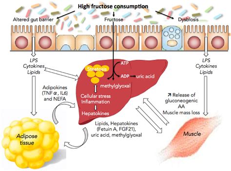 Fructose 1 Phosphate Semantic Scholar
