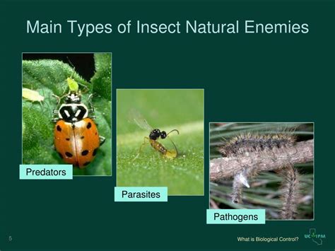Ppt Biological Control In Gardens And Landscapes Powerpoint Presentation Id2323791