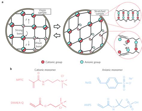 Schematics Of Physical Hydrogels Composed Of Polyampholytes A An Download Scientific