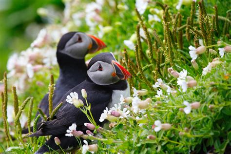 Puffins In Bloom A Stunning 4k Ultra Hd Wallpaper