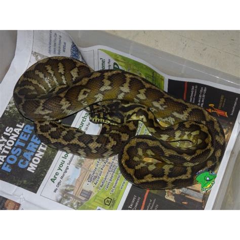 Spotted Python Male Adults Strictly Reptiles Inc