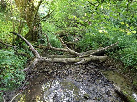 Hydromorphological Hydraulic And Ecological Effects Of Engineered Log