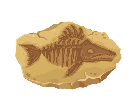 Marine Fossil Ancient Fish Skeleton Stone Imprint 46914425 Vector Art