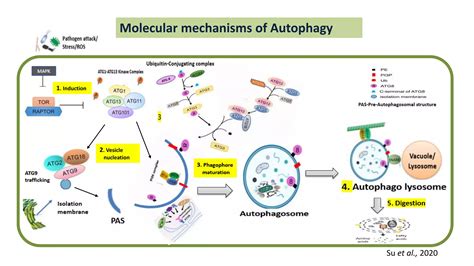 Role Of Autophagy In Plant Pathogen Interactionpptx Gardening Home And Garden