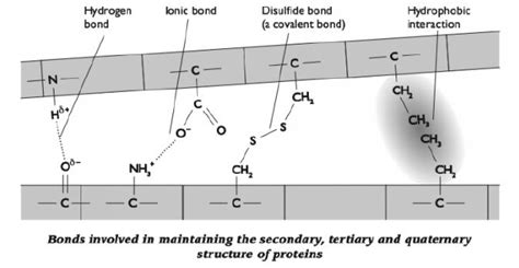 13 Protein Primary Secondary Tertiary And Quaternary Structure Biology Notes For A Level