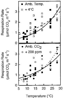 Relationship Between Measurement Temperature And Non Photorespiratory