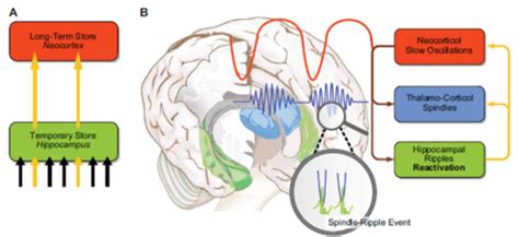 Lecture 8 Neural Replay Sleep And Memory Consolidation Flashcards