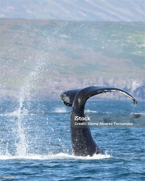 Humpback Whale Slapping Its Fluke Or Tail In Water Stock Photo ...