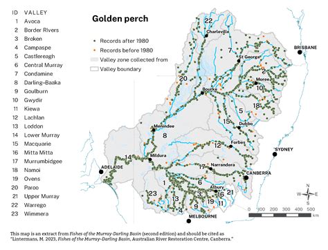 Golden Perch Macquaria Ambigua Ambigua