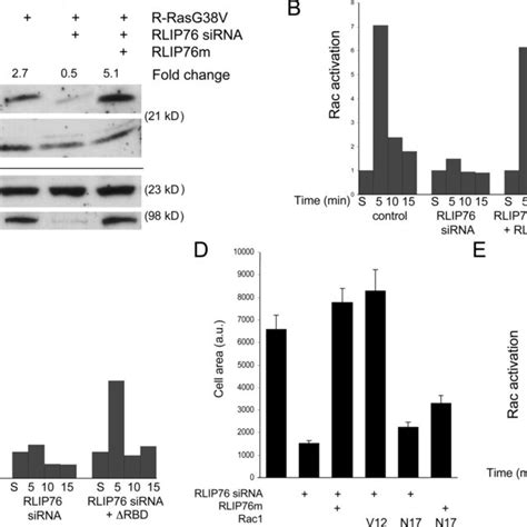 Rlip76 Regulates Migration And R Ras Induced Cell Spreading By