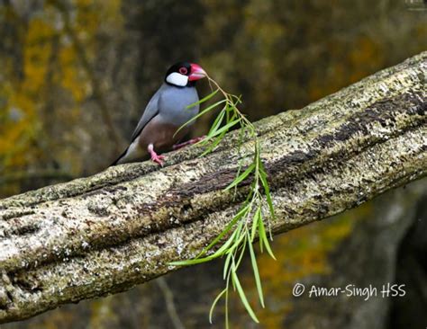 Java Sparrow Padda Oryzivora Nesting Bird Ecology Study Group