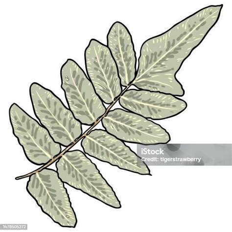 흰색 배경에 고립 된 유칼립투스 가지 손으로 그리기 예술 수채화 모방 진짜 식물 잎으로 만든 나뭇 가지와 단풍 장식 녹지 식물 식물 벡터 0명에 대한 스톡 벡터 아트 및