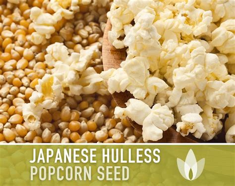 Tiny Kernel Popcorn Etsy