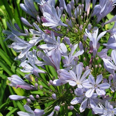 Agapanthus Barley Blue Plants Direct