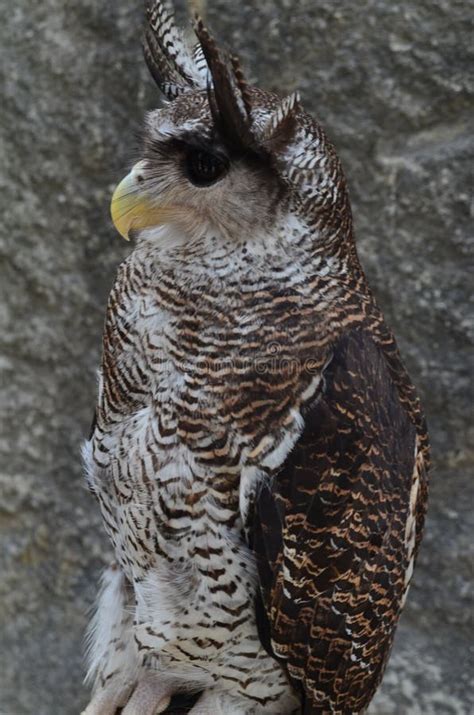Owls Are Members Of The Order Striormes Including The Bird Of Prey