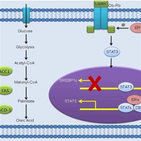 Pdf The Mediation Of Hepatic Lipogenesis Through Estrogens