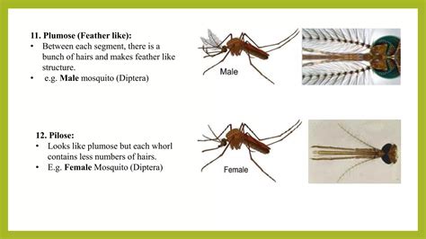 Insect Antenna Its Origin Structure Function And Modification In