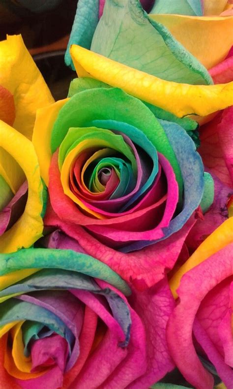 Rainbow Roses Wallpapers 4k Hd Backgrounds On Wallpaperbat