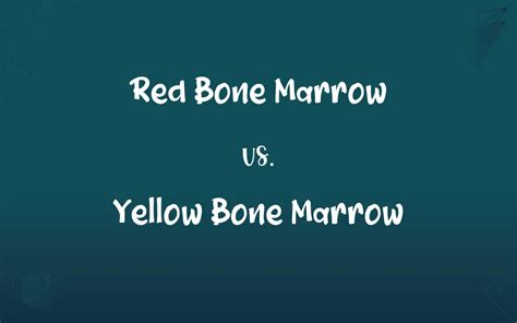 Red Bone Marrow Vs Yellow Bone Marrow Whats The Difference