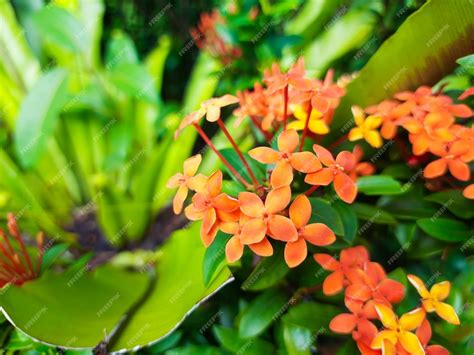 Premium Photo Close Up Of Orange Flowering Plant