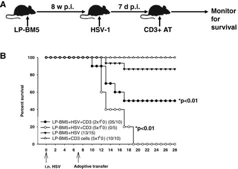 T Cell Reconstitution Was Lethal To Herpes Simplex Virus Infected Mice