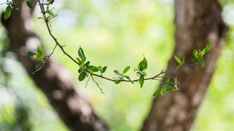 Spiny Hackberry Garden Style San Antonio