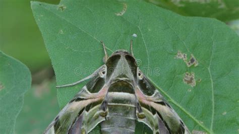 Oleander Hawk Moth On Green Leaf Stock Video Video Of Macrophotography Hairy 342060013