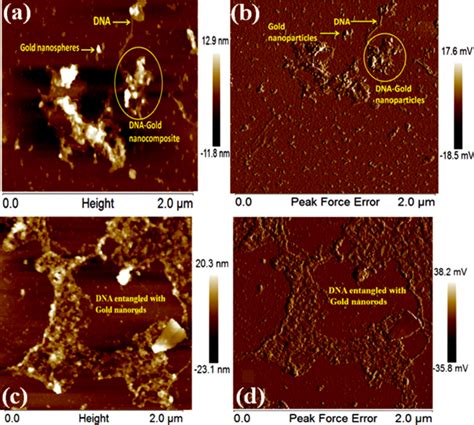 Bjnano Selective Detection Of Mg2 Ions Via Enhanced Fluorescence Emission Using Au Dna