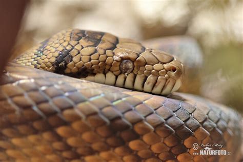 Amethystine Python Photos Amethystine Python Images Nature Wildlife