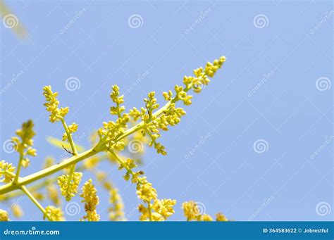 Mango Plant Or Mango Tree Or Manera Indica Mango Manera Indica L