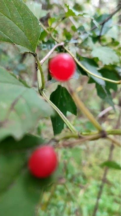 탐스럽게 빨간 열매가 달린 나무 이름은 무엇일까요 Youtube