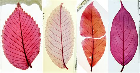 Yam Leaf Venation At Ben Waterbury Blog