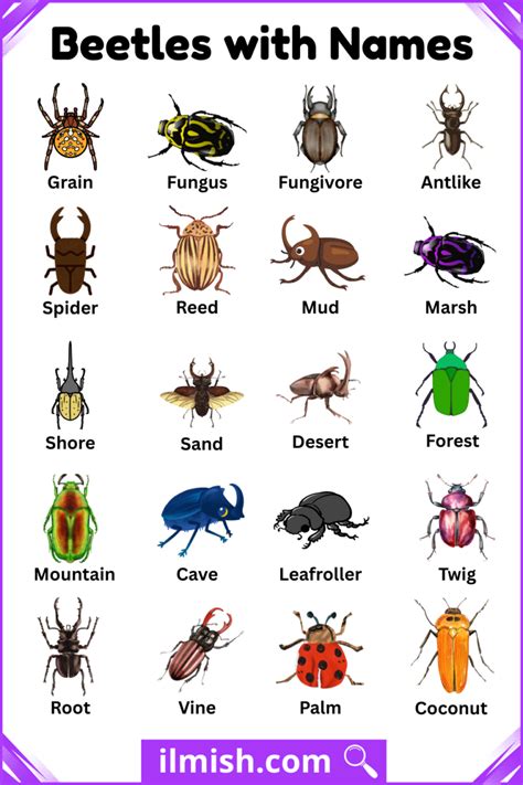 List Of Beetles With Names And Types In English With Pictures Ilmish