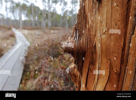 Nature View With Old Broken Pine Tree Trunk In Light Orange Color And Brown Blurred Marsh Grass