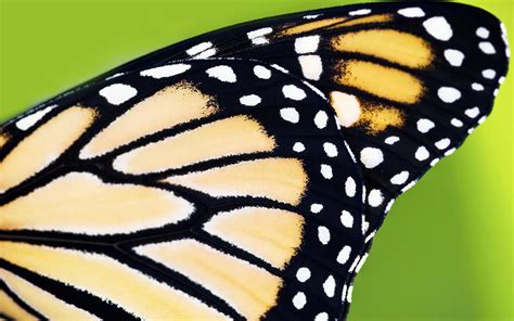 Make Your Own Butterfly Wings