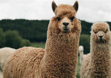 What Is Alpaca Wool Is It Really Sustainable