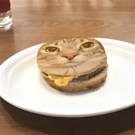 Cat Hamburger Memes