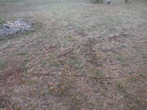 Ants Make Desire Paths Too Rdesirepaths
