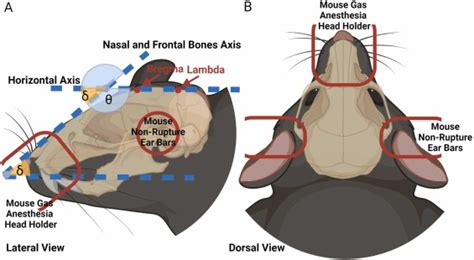 Where Do You Measure The Bregma For Rodent Stereotaxic Surgery Ibro Neuroscience Reports