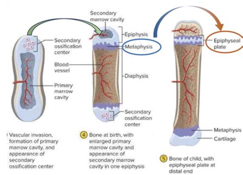 Skeletal System Ii Endochondral Ossification Hormones Disorders Bone