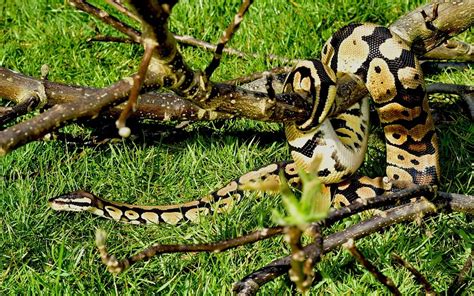 Python Memory Issues Tips And Tricks